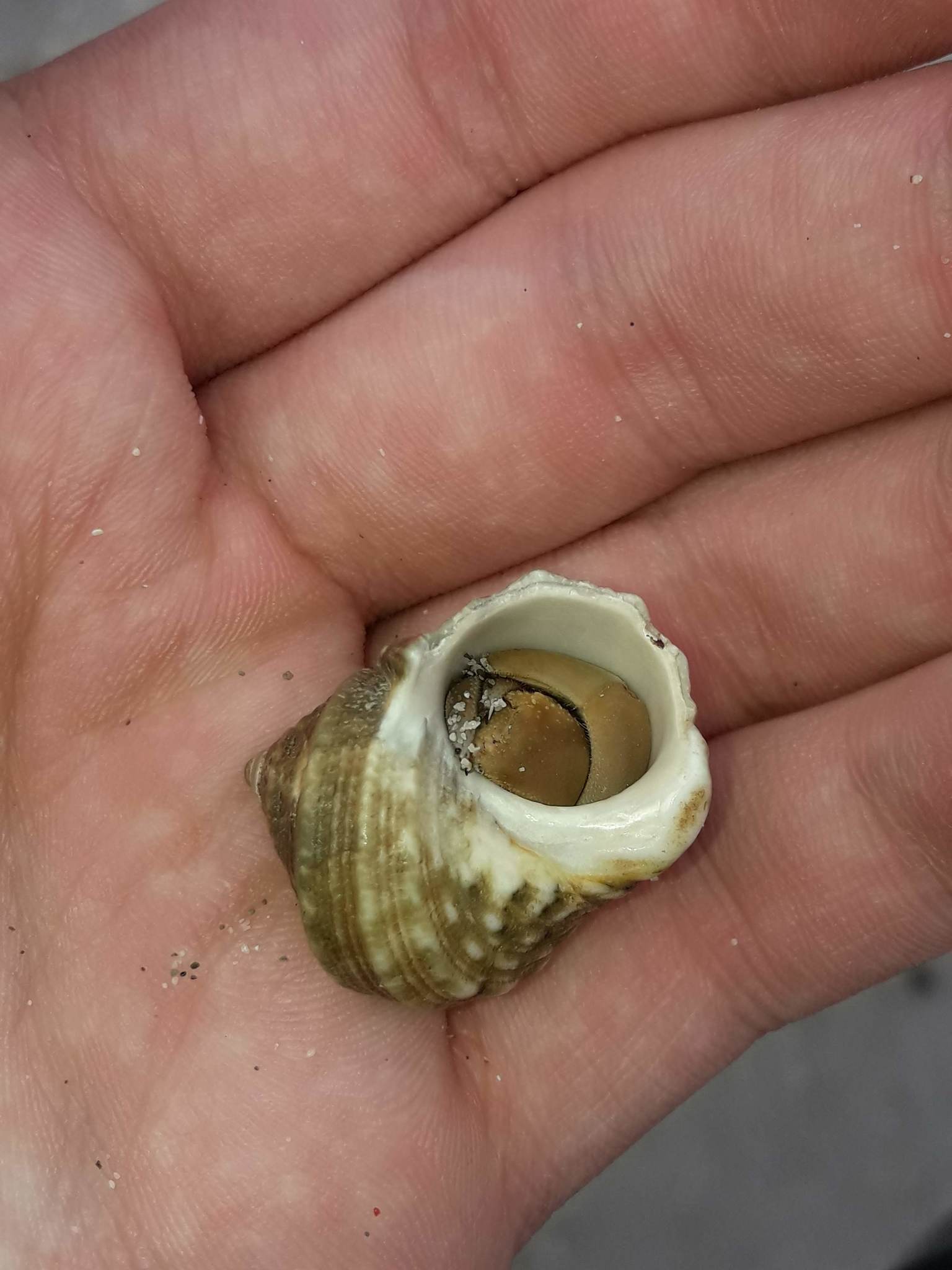 Turbo saxosus W.Wood, 1828