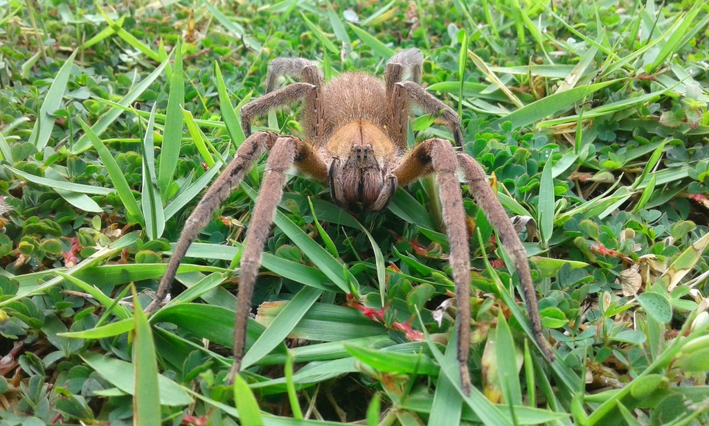 Phoneutria depilata from San José, San Isidro de El General, Costa Rica ...