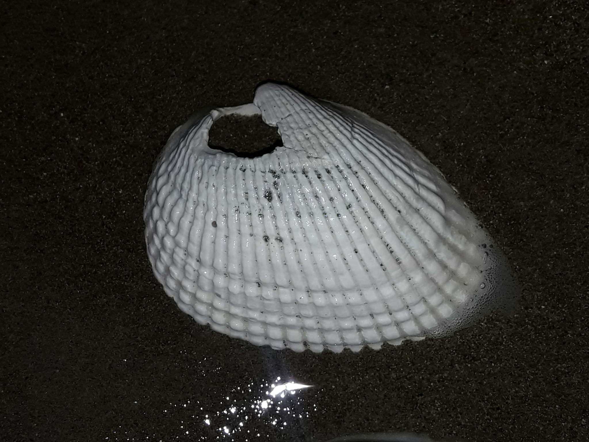 Anadara tuberculosa (G.B.Sowerby I, 1833)