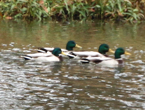 Mallard from Smith County, TX, USA on November 02, 2021 at 01:22 PM by ...
