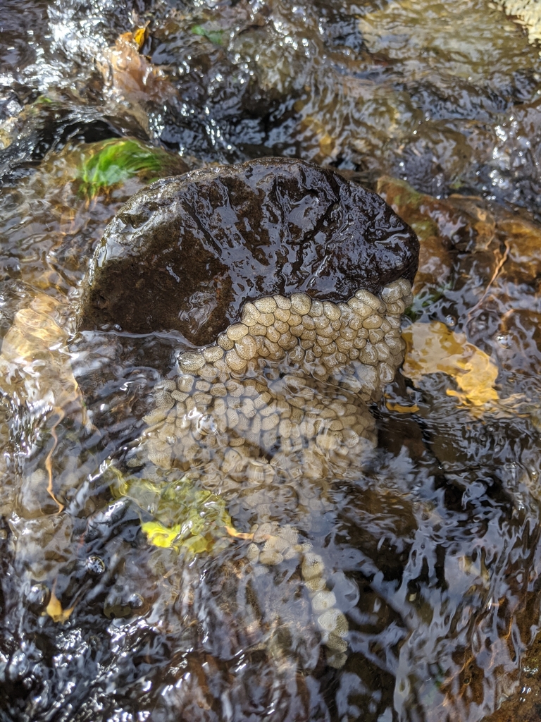 Caddisflies in November 2021 by greeneth. Egg masses on mid-elevation ...