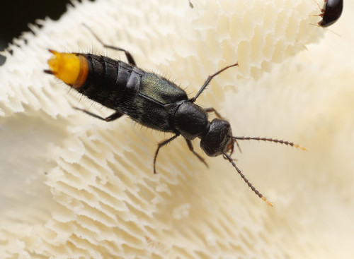 Genus Plociopterus · iNaturalist