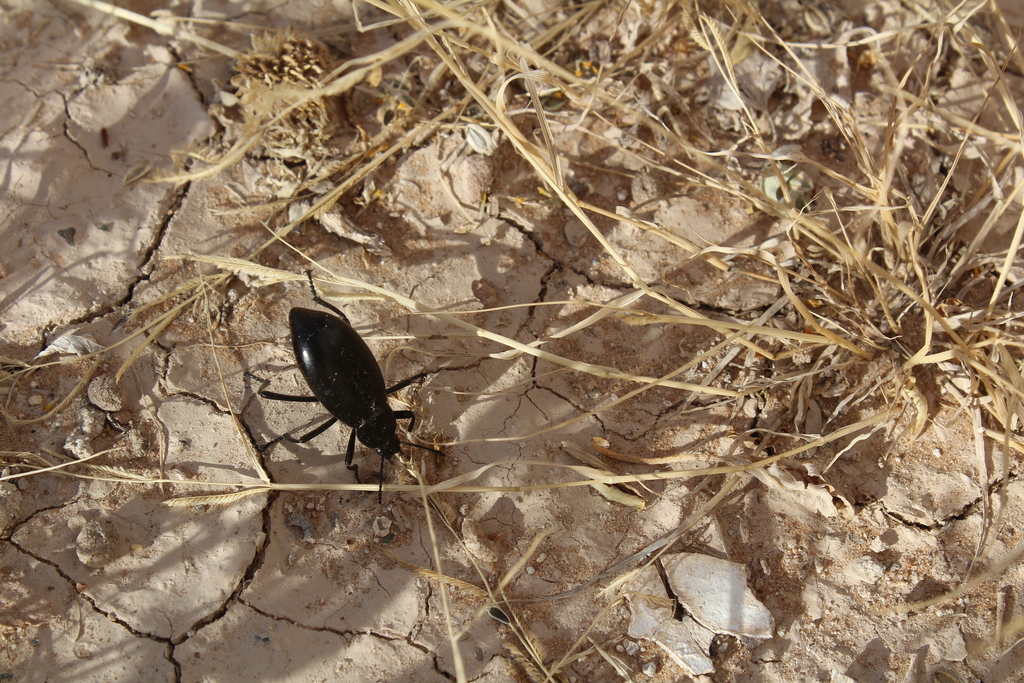 Eleodes longicollis in October 2021 by Ana Gatica Colima · iNaturalist