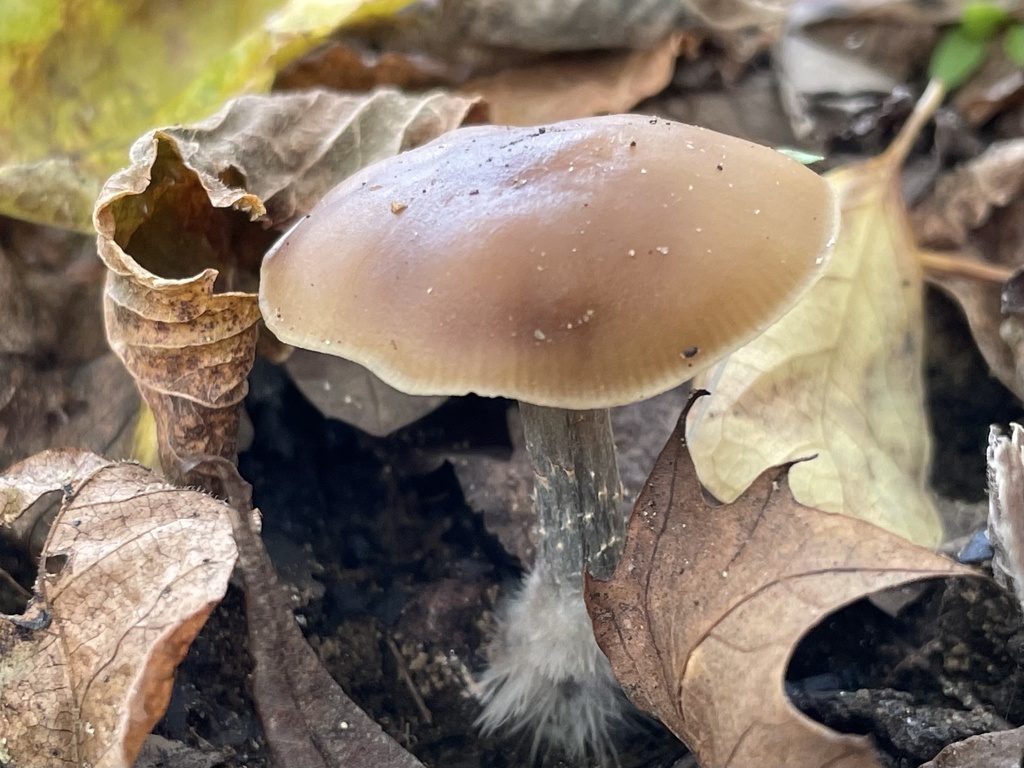 Psychedelic Ovoid Mushroom in November 2021 by comfreyclown. there was ...