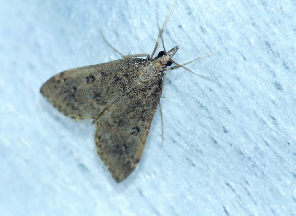 Crambid Snout Moths from Antofagasta, Chile on October 29, 2021 at 09: ...