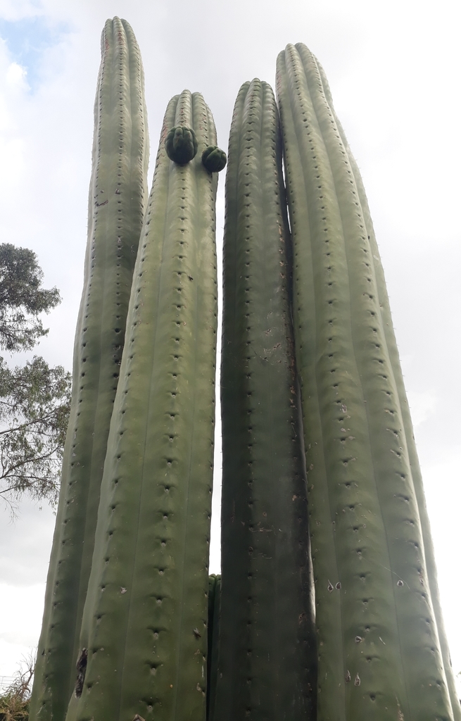 San Pedro Column Cactus from Santa Rosa, Ecuador on November 3, 2021 at ...