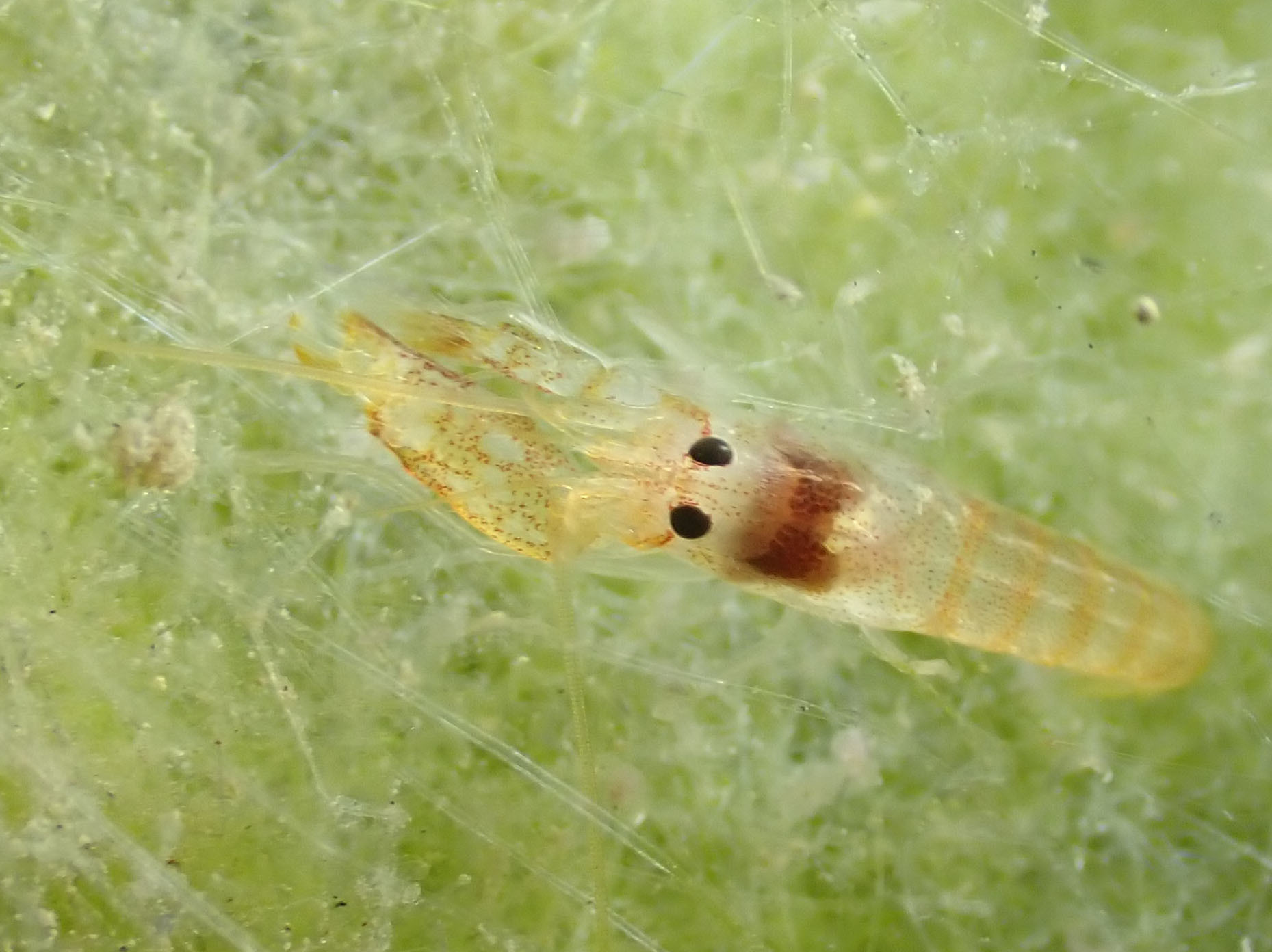 Alpheus macrocheles (Hailstone, 1835)