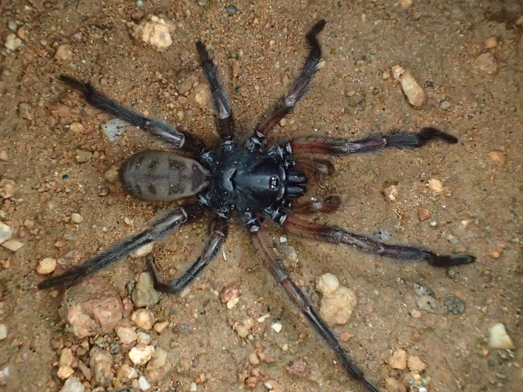 Kwonkan from Minbrie SA 5602, Australia on November 2, 2021 at 08:32 PM ...