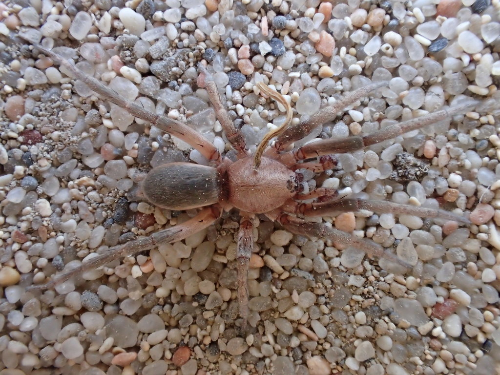 Encoptarthria from Sceale Bay SA 5680, Australia on November 01, 2021 ...