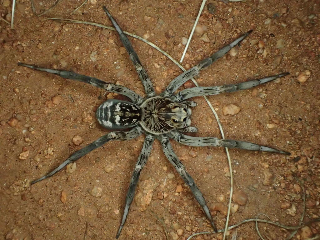White Tiger Wolf Spider in November 2021 by Mark Hura · iNaturalist