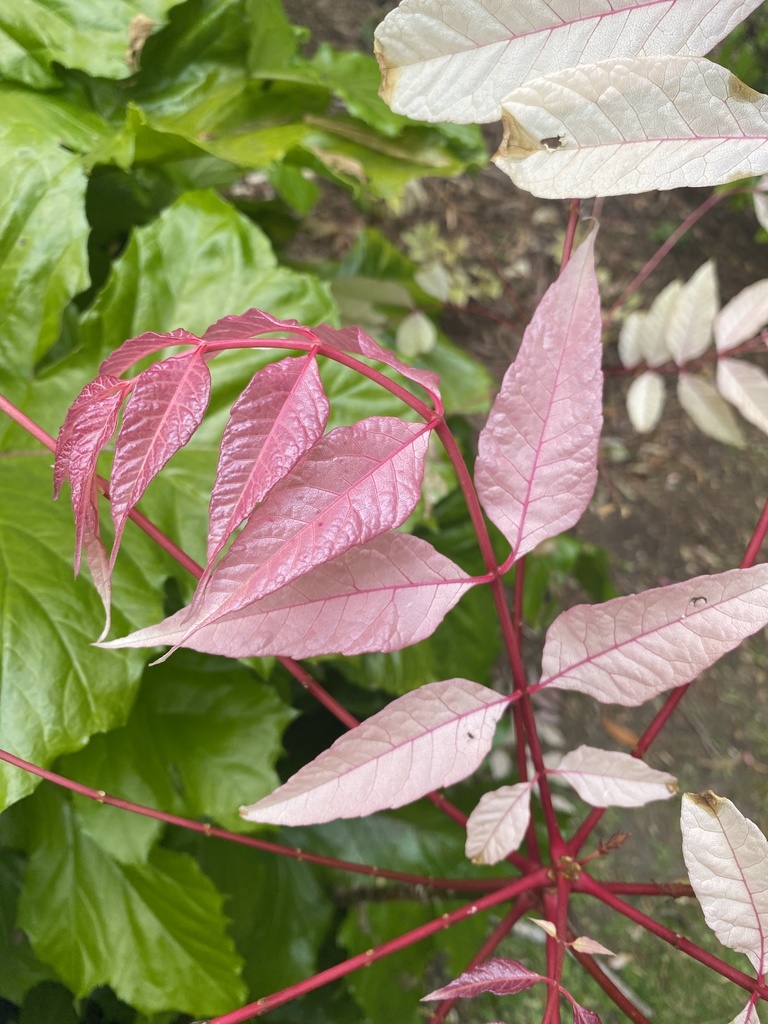 Tun tree from New Plymouth, Sentry Hill, Taranaki, NZ on November 04 ...