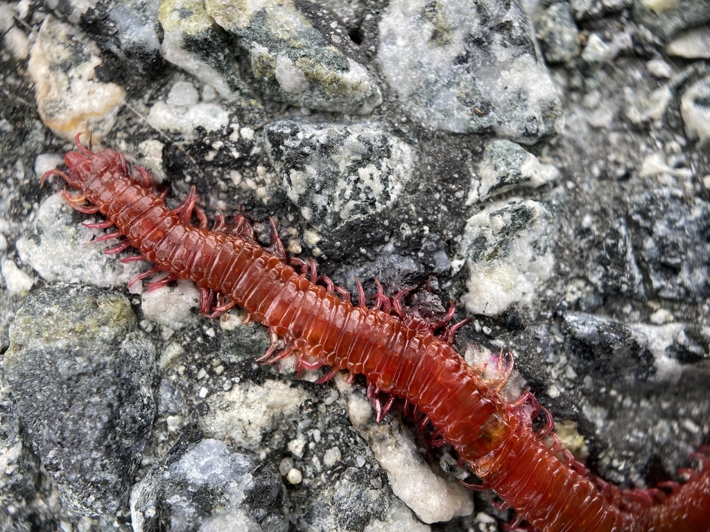 Strigamia from Santa Clara County, CA, USA on November 02, 2021 at 11: ...