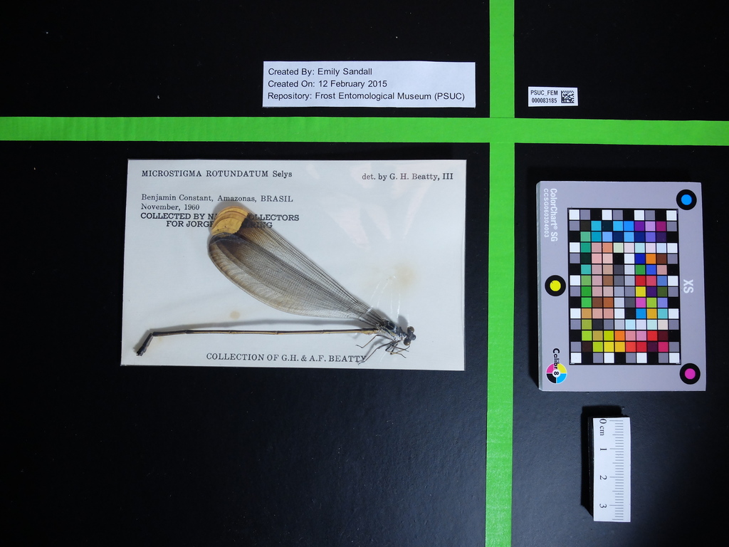 Microstigma rotundatum (Odonata of Loreto, Peru) · iNaturalist