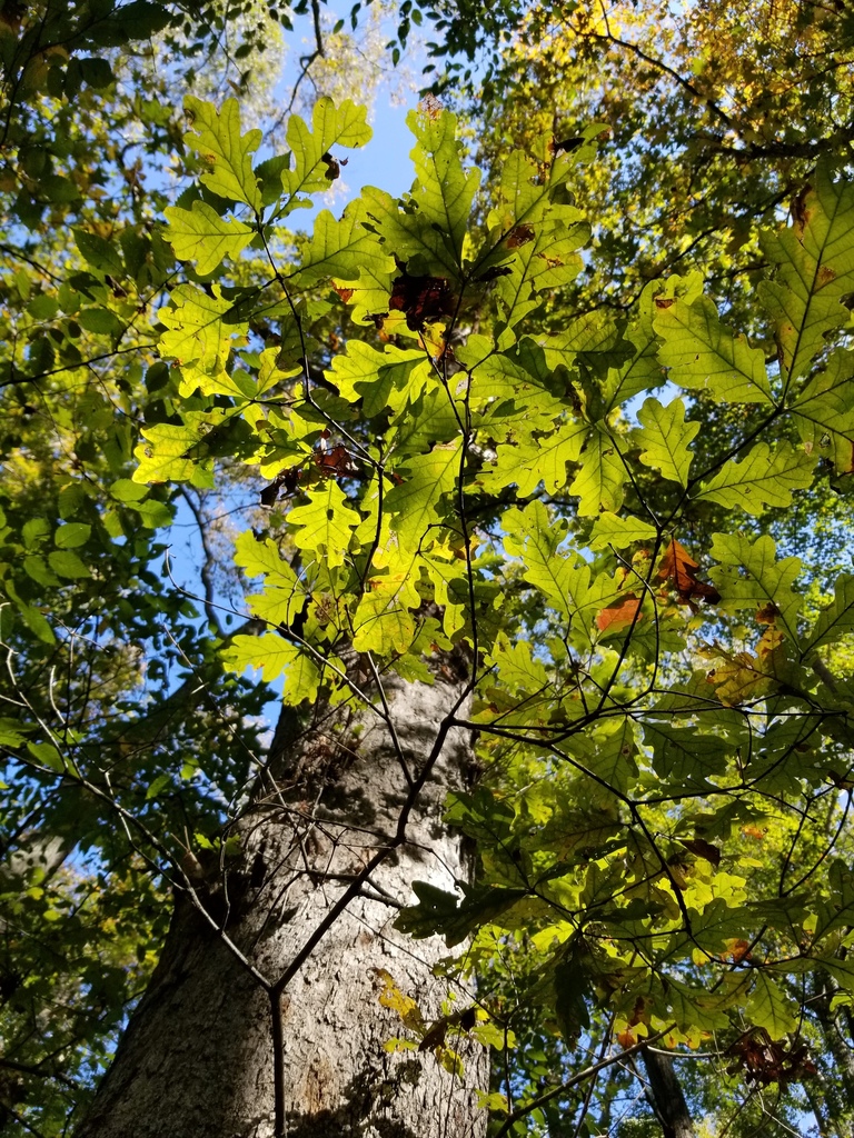 white oak from Charles County, MD, USA on October 24, 2021 at 01:22 PM ...