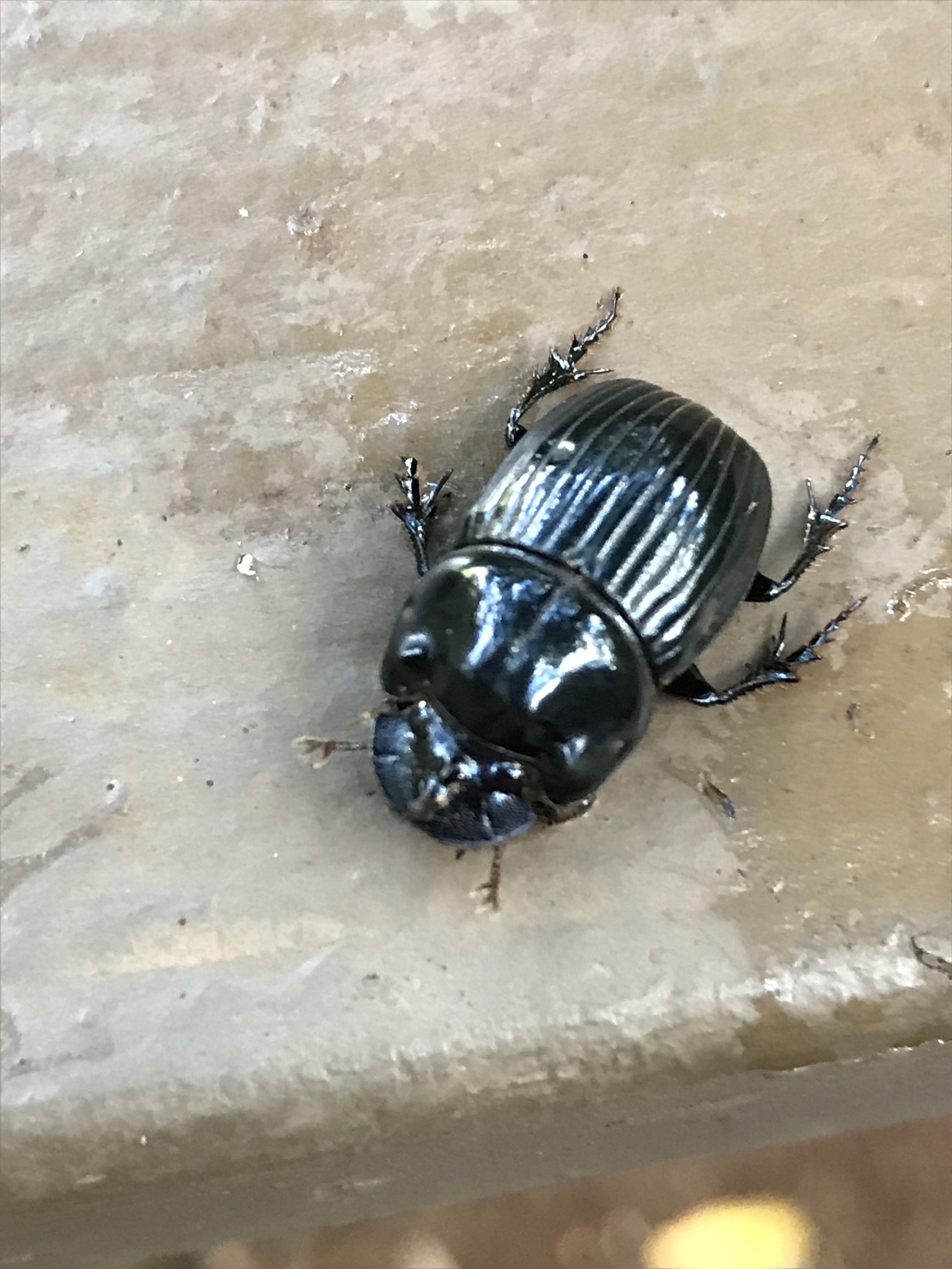 Copris incertus Say, 1835