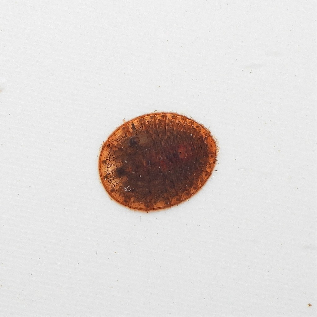Herrick's Water Penny Beetle from Eldersburg, MD, USA on November 3 ...