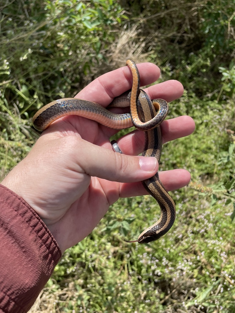 Black-striped Snake in November 2021 by Drew R. Davis, Ph.D. · iNaturalist