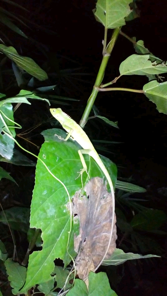 Great Crested Canopy Lizard from Madiun, Jawa Timur, Indonesia on ...