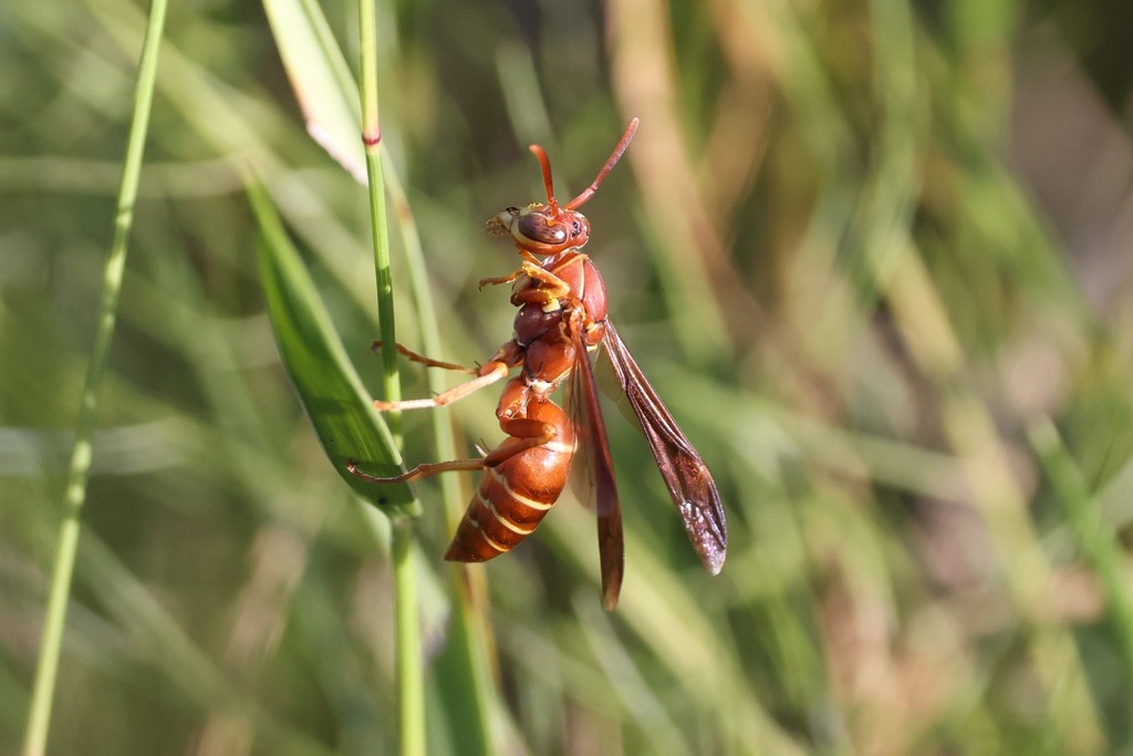 Southern Paper Wasp from Hernando County, FL, USA on October 21, 2021 ...