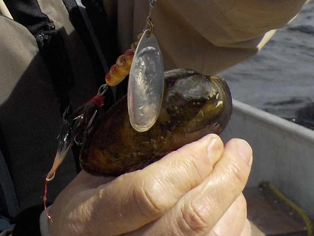 Giant Floater Mussel from Store Lake, , ON, CA on June 11, 2016 at 09: ...