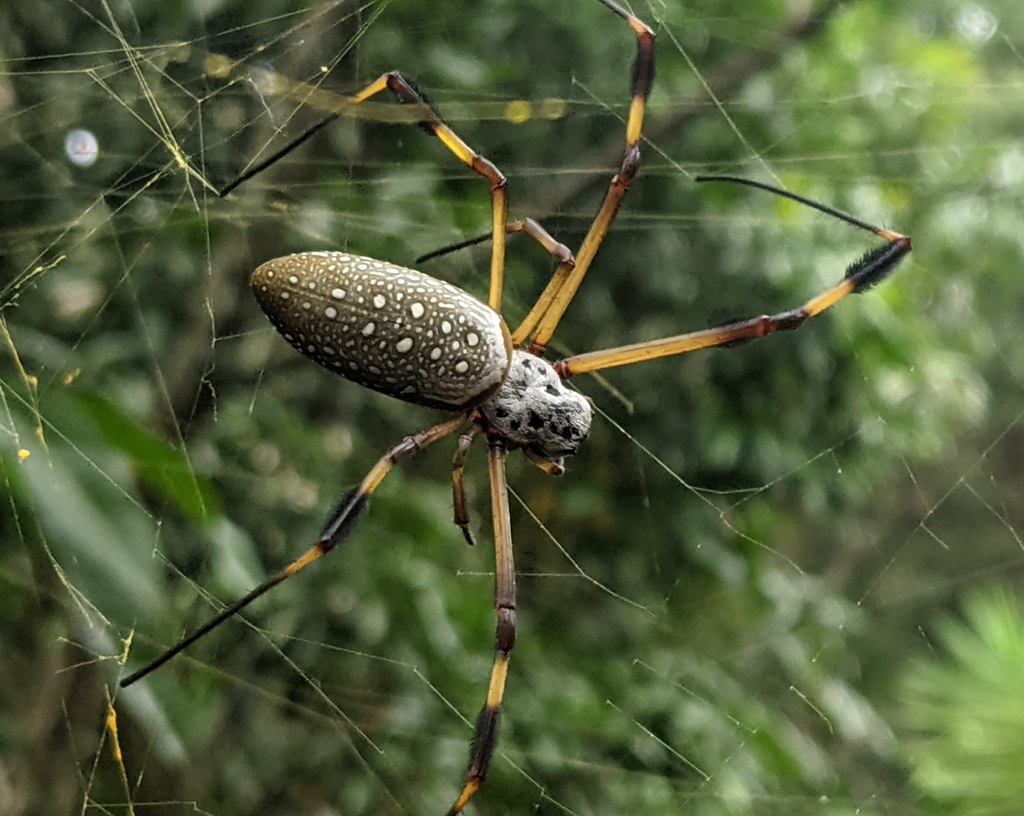 Golden Silk Spider from Santa Fe, Honduras on November 3, 2021 at 03:06 ...