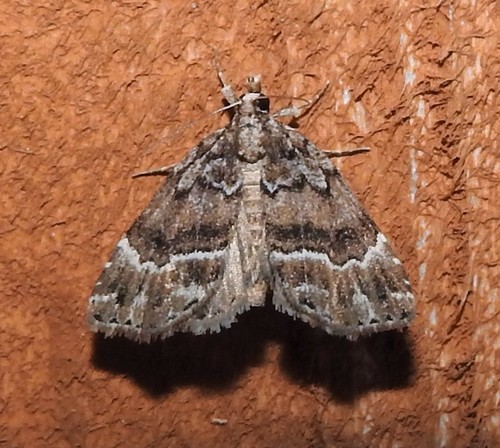 Genus Cutina · iNaturalist