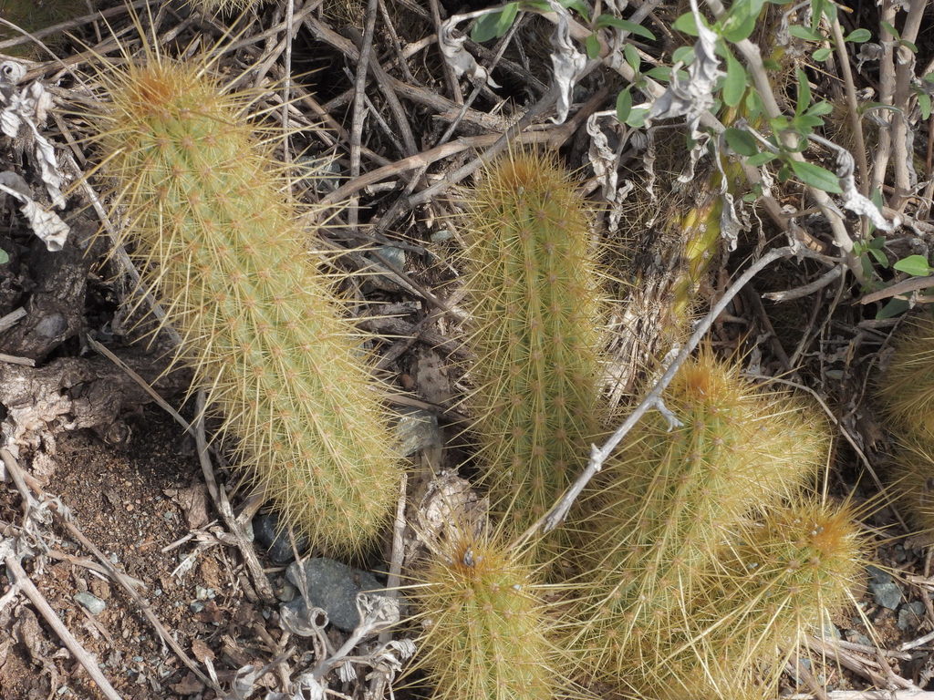 Golden-spined Cereus in November 2021 by Howard Friedman · iNaturalist