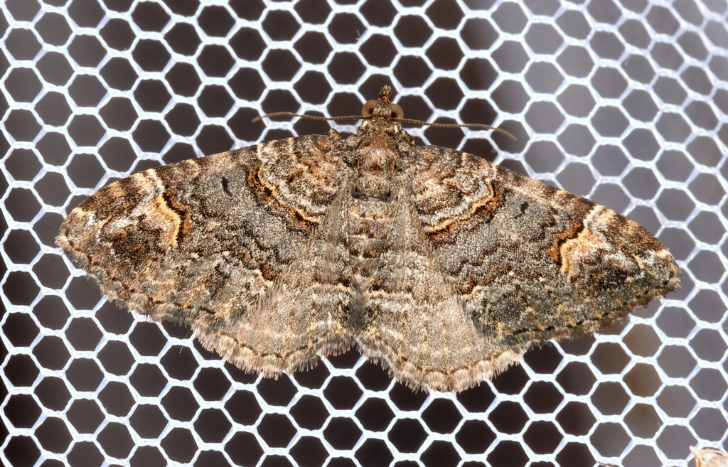 Clover Moth from Bull Hill, Tinonee NSW 2430, Australia on October 31 ...