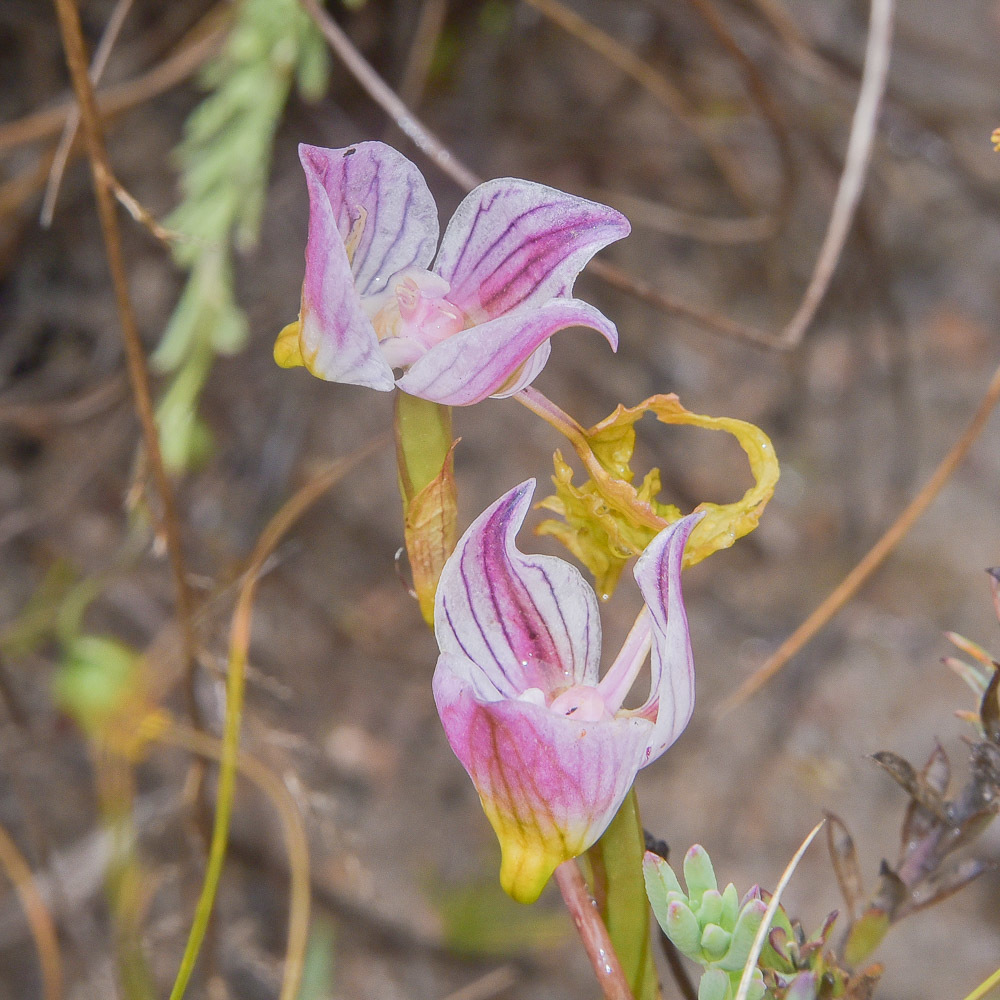 Disa spathulata tripartita from Camferskloof on October 2, 2021 at 08: ...