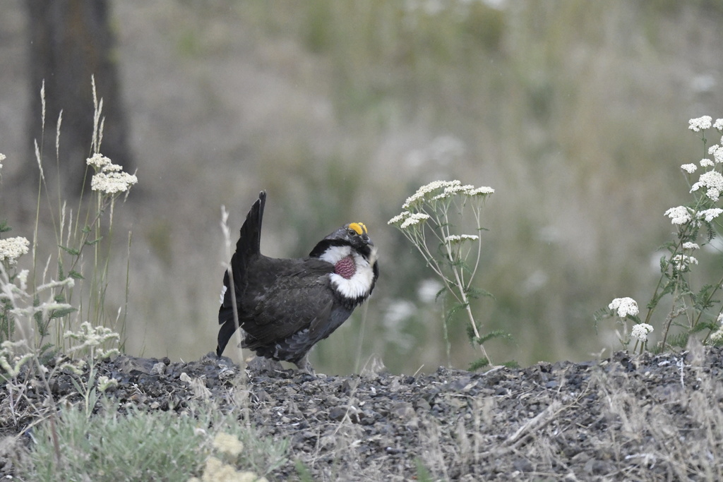 Dusky Grouse in July 2021 by Mark Robinson · iNaturalist