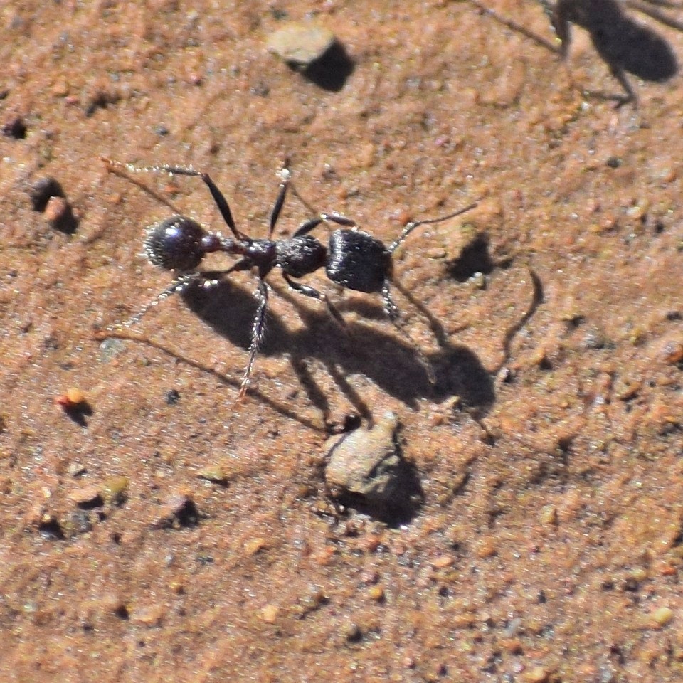 Andre's Harvester Ant from Joseph D. Grant County Park, CA, USA on ...
