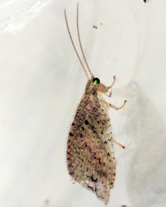 Tasmanian Brown Lacewing from Gordon VIC 3345, Australia on November 04 ...