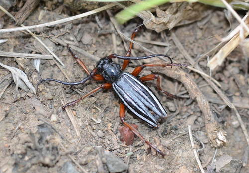 Politodorcadion ribbei · iNaturalist