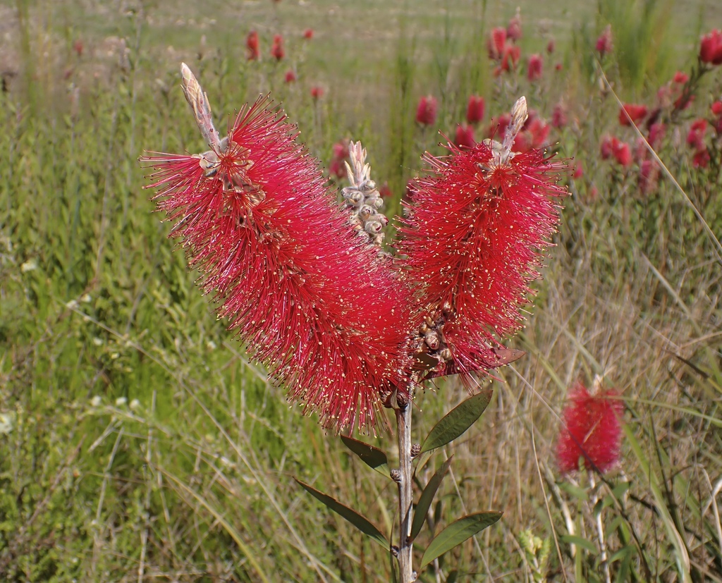 crimson bottlebrush (Pezula Nature Retreat - Exotic Invasive and Weed ...