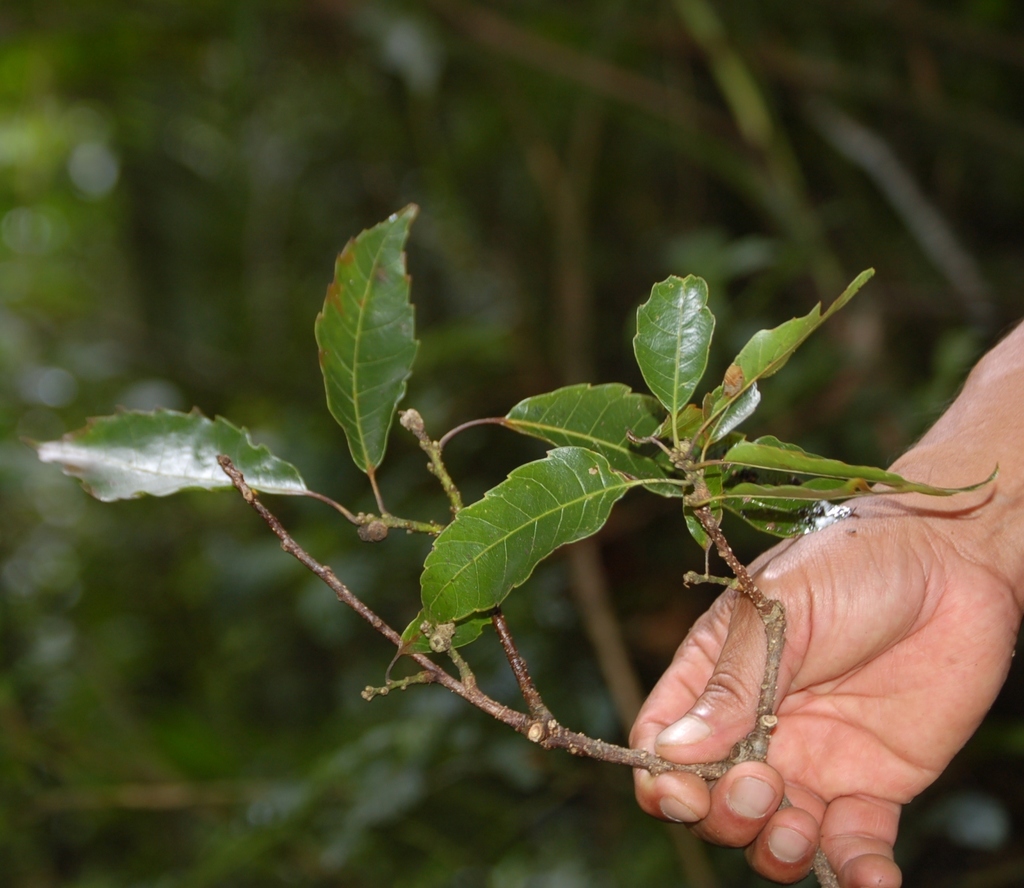 encino (Plantas que vi en el jardín botánico del Inecol.) · iNaturalist