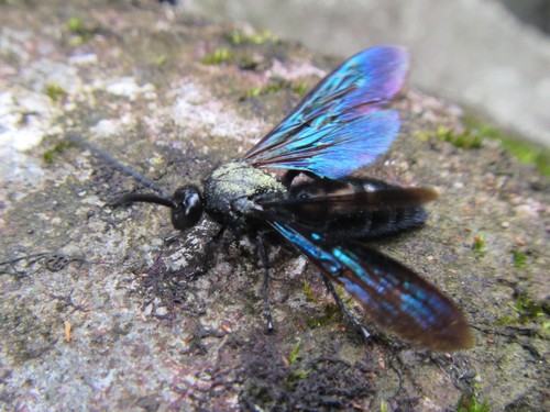 Subspecies Austroscolia nitida varifrons · iNaturalist