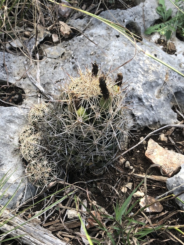 Grooved nipple cactus from Edwards County, TX, USA on October 24, 2021 ...