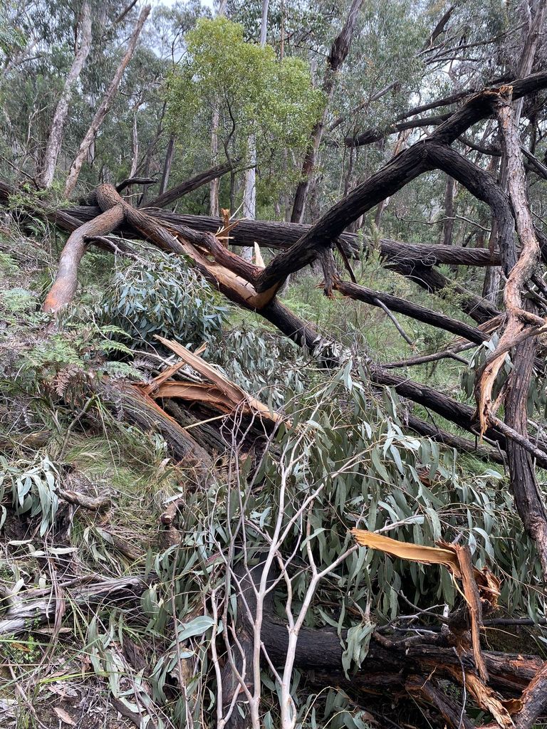 Red Stringybark from Melbourne VIC, Australia on October 23, 2021 at 02 ...