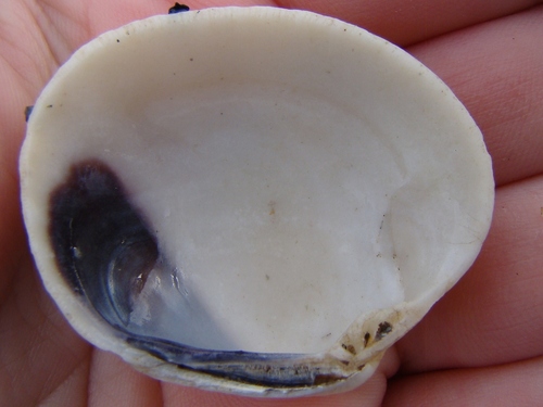 Genus Leukoma · iNaturalist United Kingdom