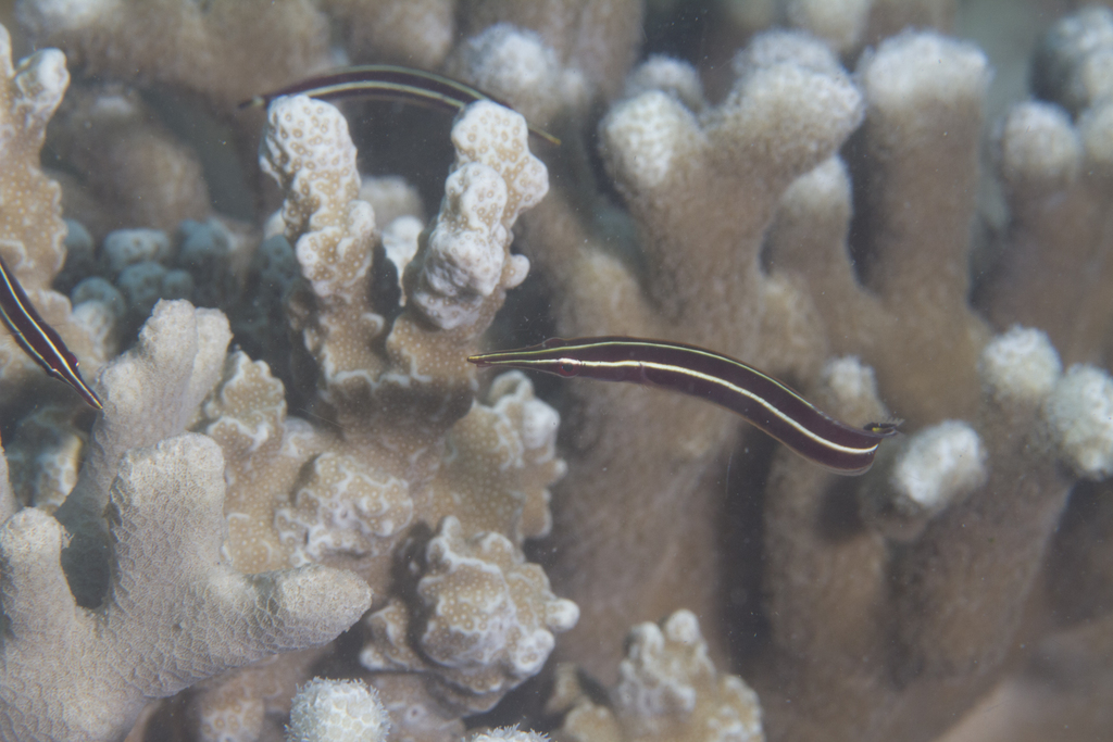 Striped Clingfish from Ra, Western, Fiji on March 12, 2015 at 02:02 PM ...
