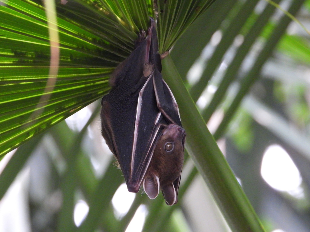 Greater Short-nosed Fruit Bat from 华侨城湿地 on November 24, 2020 at 04:29 ...