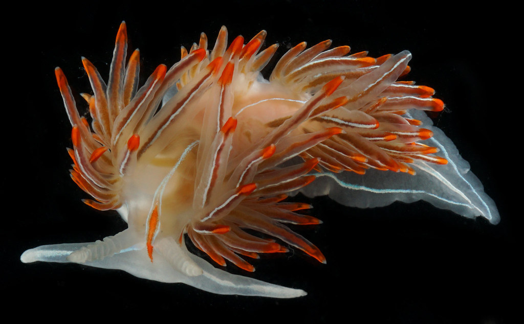 Horned Nudibranch from Nalau Pass on May 25, 2019 by Hakai Institute ...