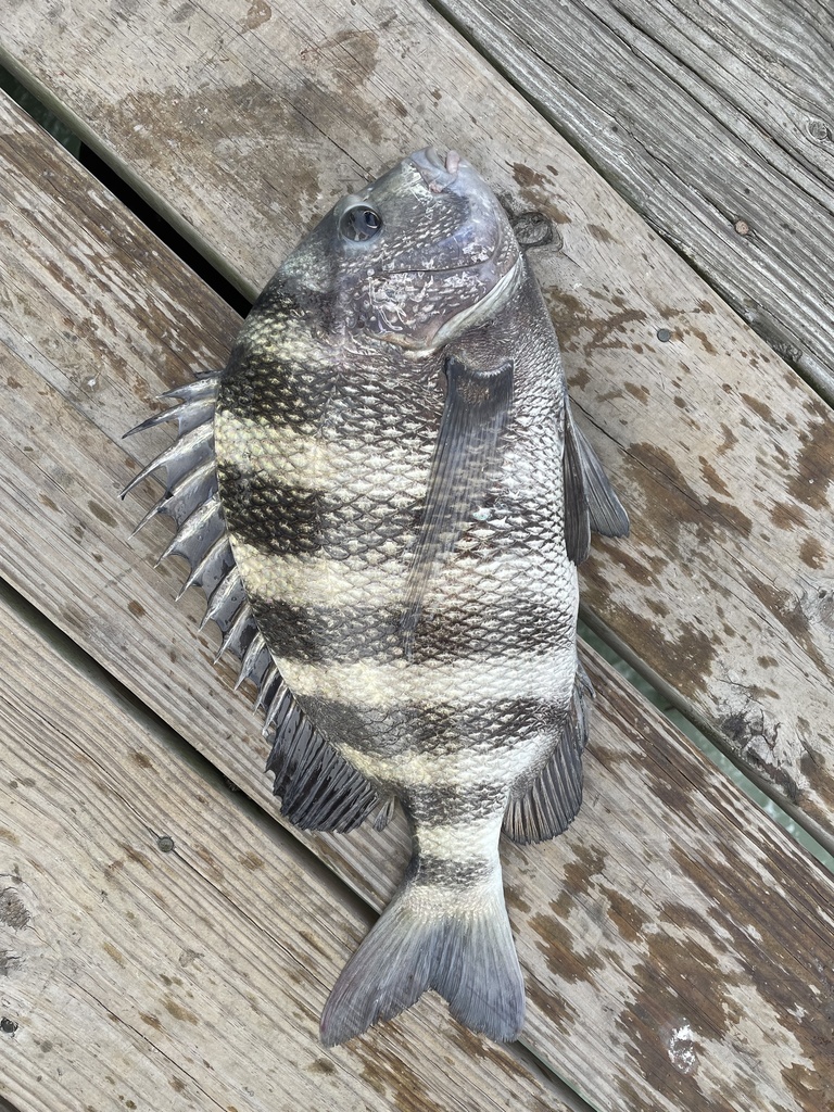 Sheepshead from North Atlantic Ocean, SC, US on November 4, 2021 at 09: ...