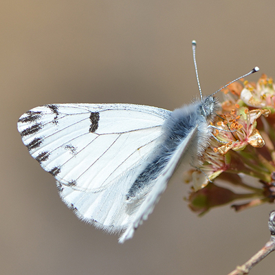 Spring White (Butterflies of San Diego County) · iNaturalist