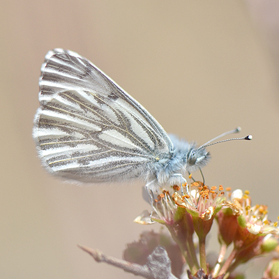 Spring White (Butterflies of San Diego County) · iNaturalist