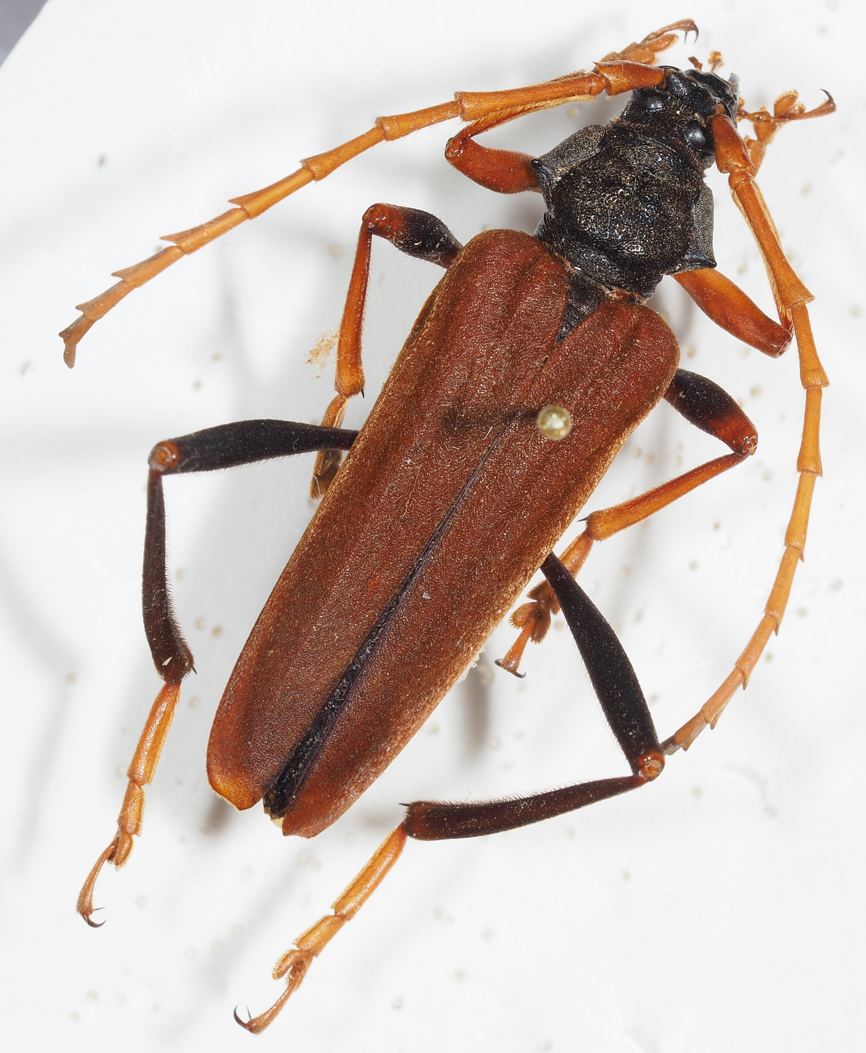 Schmidtiana insignita (Pascoe, 1866)