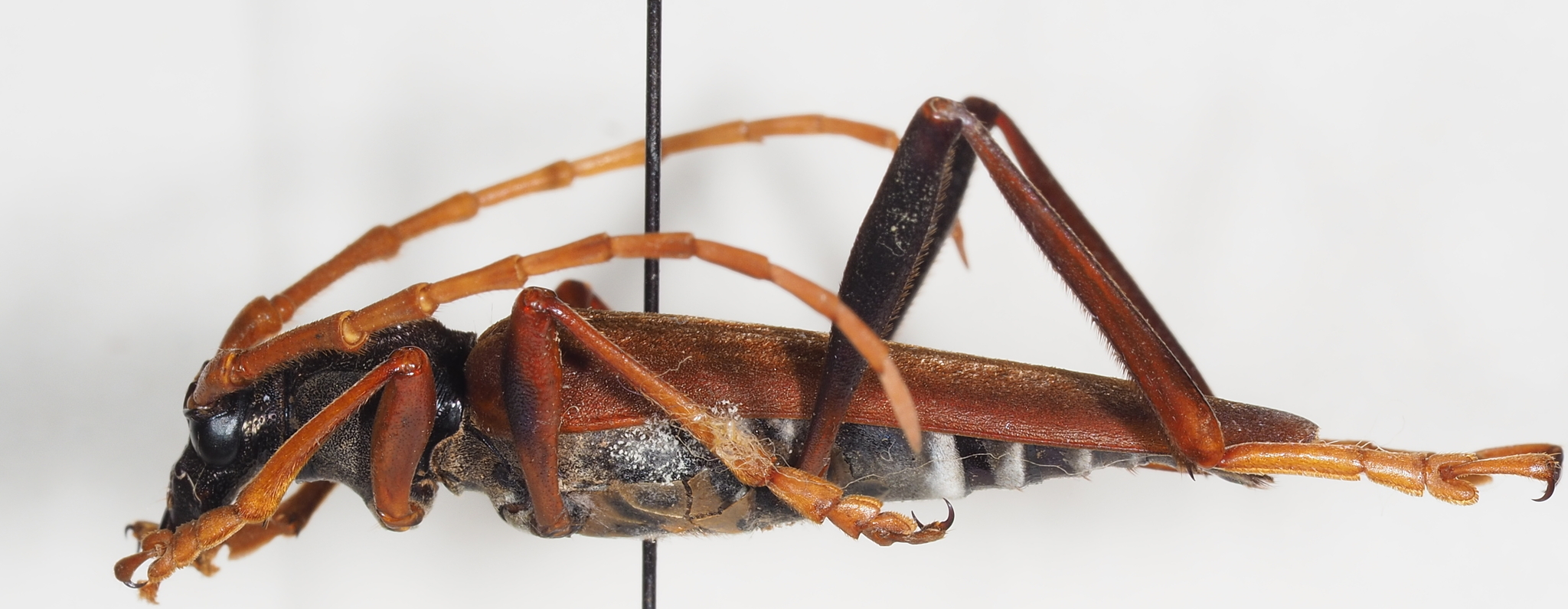 Schmidtiana insignita (Pascoe, 1866)