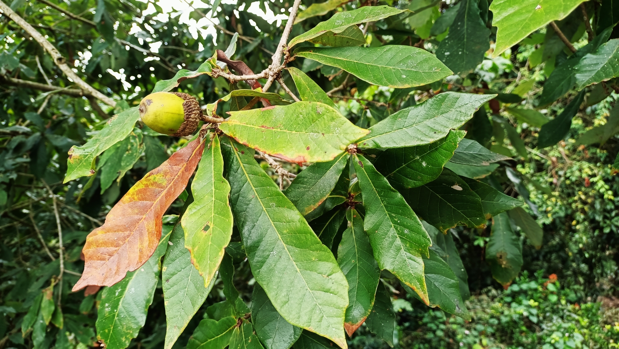 Quercus germana Schltdl. & Cham.