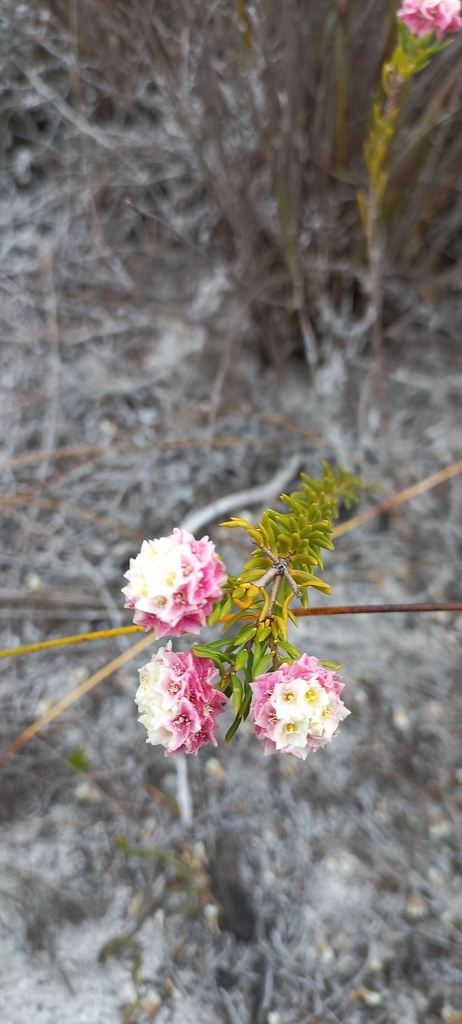 Mountain Carnation from Kleinmond, South Africa on October 22, 2021 at ...