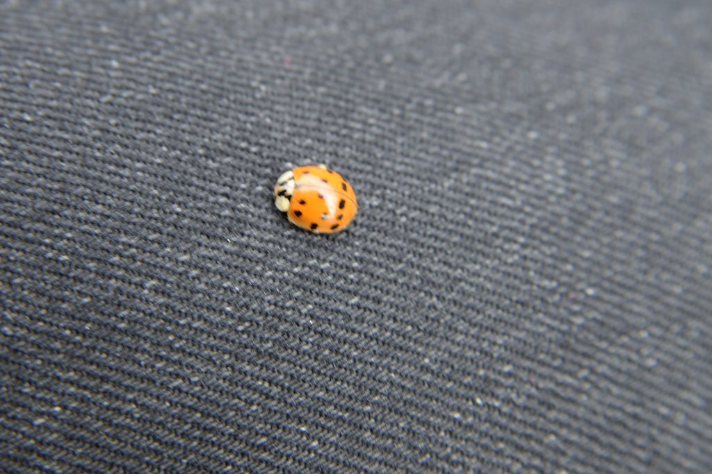 Asian Lady Beetle from Belgorod, Belgorod, Russia on November 04, 2021 ...